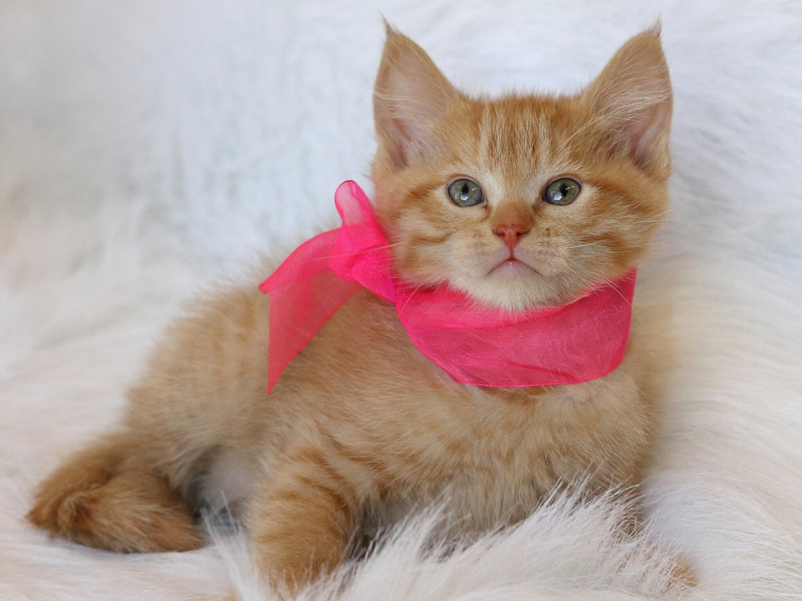 배경 화면 : 1920x1440 픽셀, 고양이 새끼 1920x1440 - goodfon - 1913863 - 배경 화면 ...