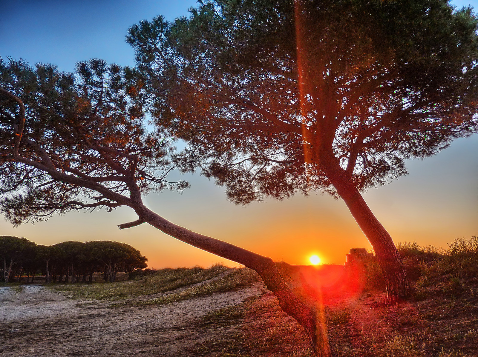 Obrázky na plochu : slnečnému žiareniu, stromy, kontrastovať, západ ...