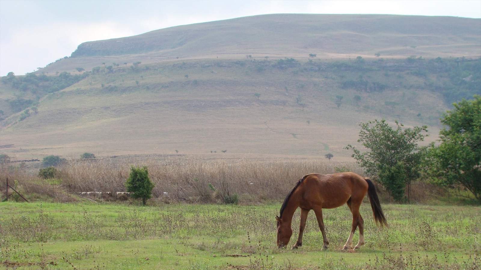 Tapety : krajina, zvěř, Příroda, pole, Volně žijících živočichů ...