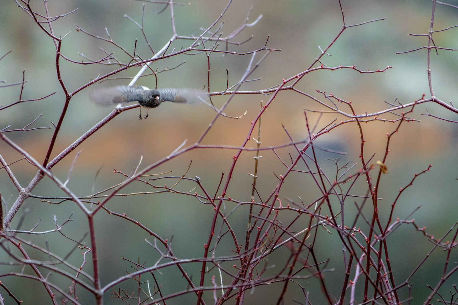 Wallpaper : birds, animals, nature, grass, branch, wildlife, Michael ...