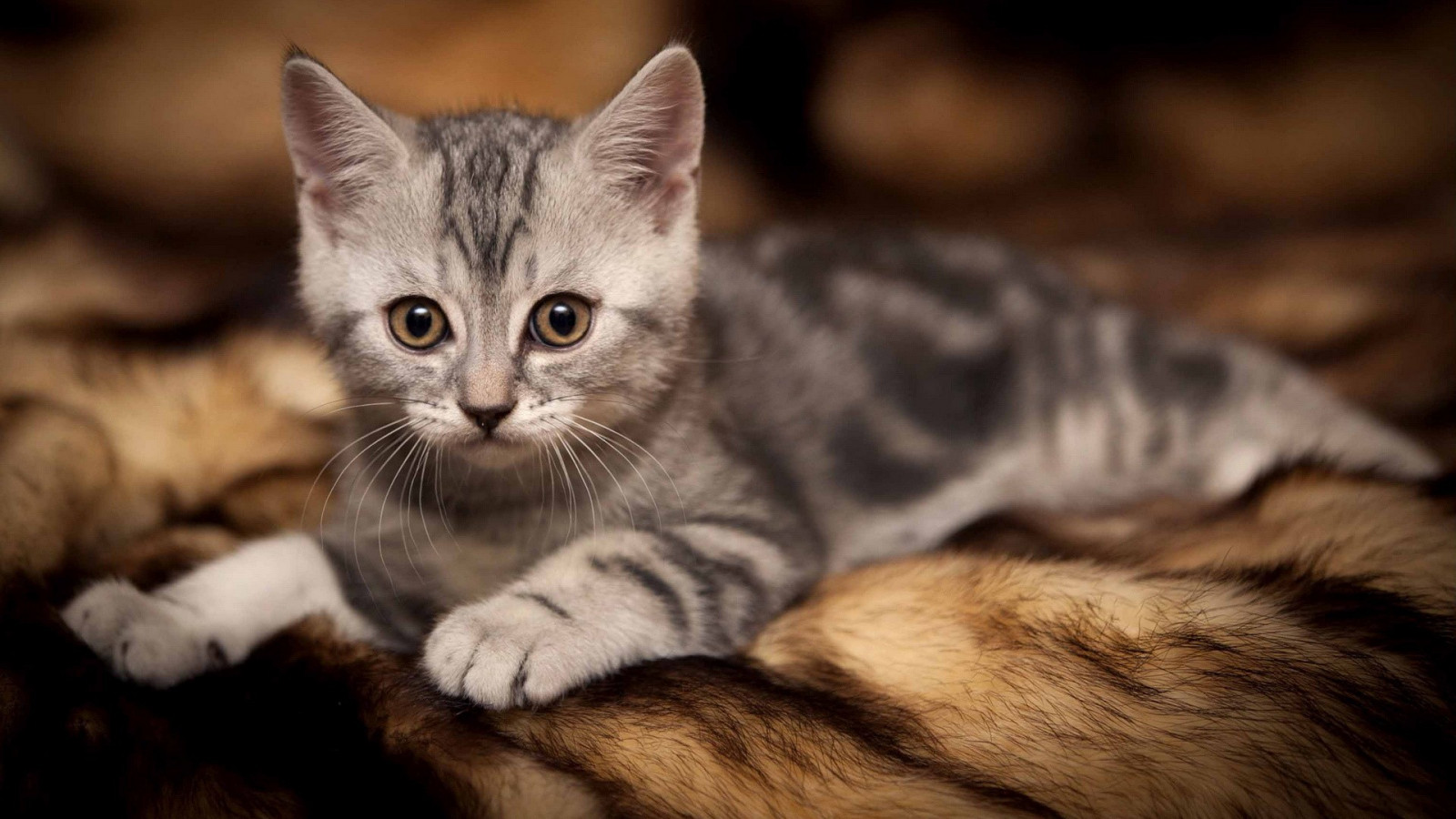 Fond Décran 1920x1080 Px Animaux Chats 1920x1080 Wallup