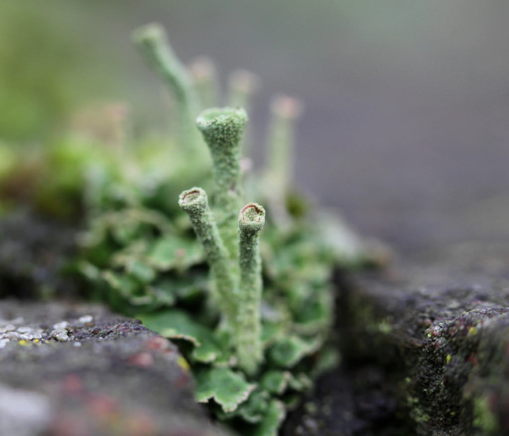 Tapety : Příroda, mech, zelená, Kánon, lišejník, list, květ, flóra ...