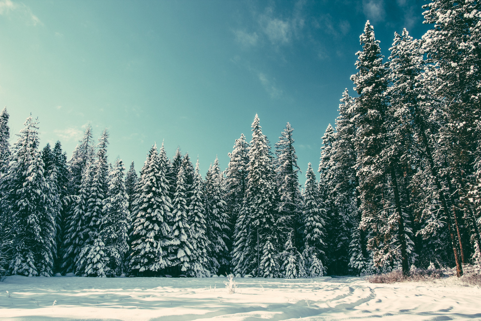 Wallpaper : 4000x2667 px, nature, pine trees, snow 4000x2667 - wallup ...