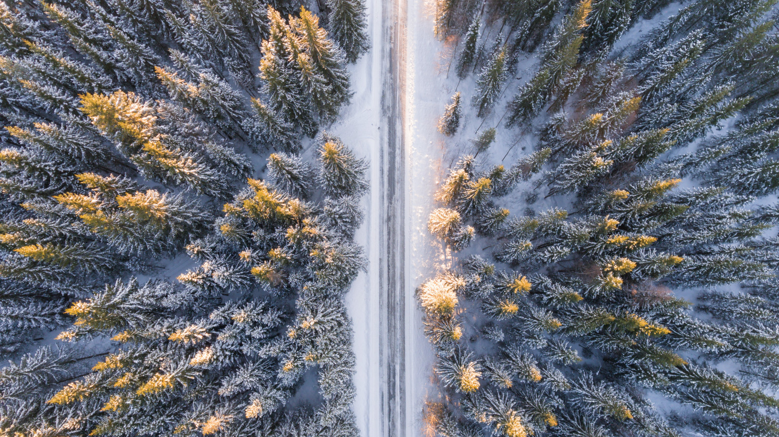 Wallpaper Sunlight Trees Forest Nature Reflection Snow Winter