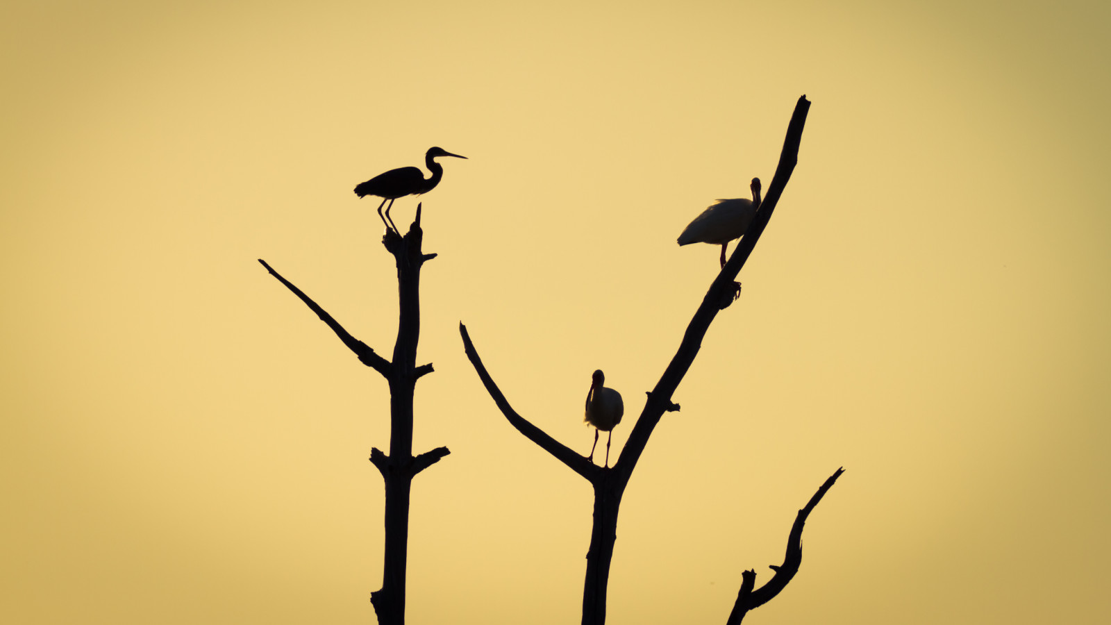 Wallpaper : nature, animals, silhouette, wood, birds 2560x1440 - Yoda ...