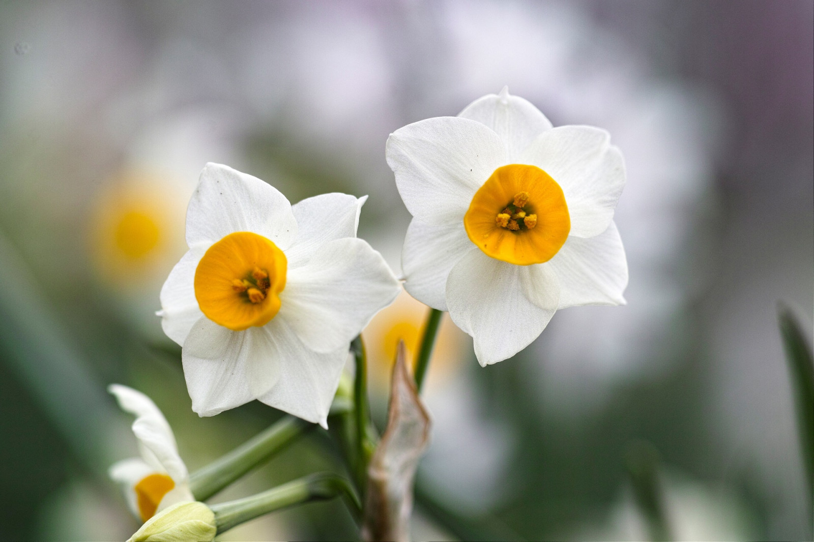 Masaüstü : Çiçekler, Beyaz çiçekler, Bitkiler 1920x1280 ...