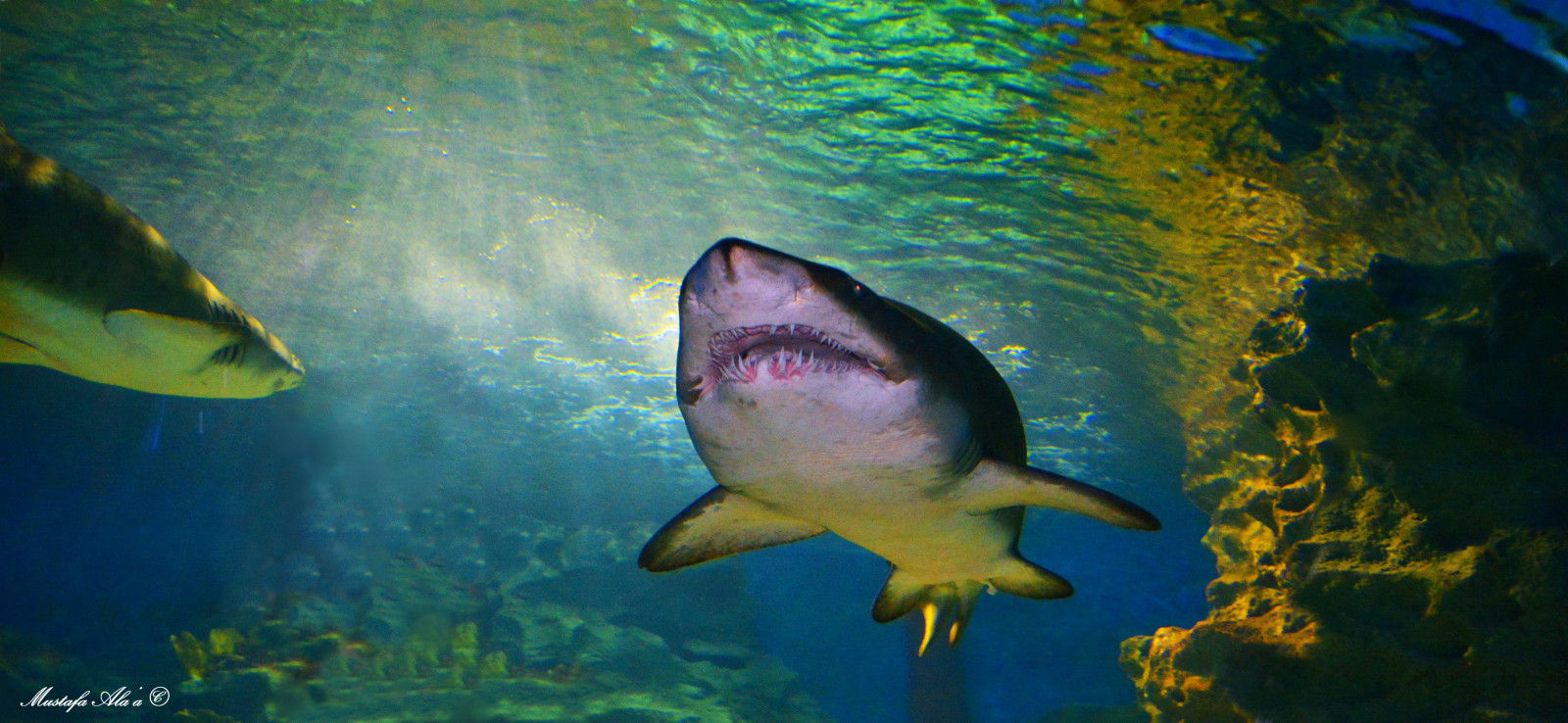 Wallpaper : shark, water, fish, Nikon, selachimorpha, marine 4280x1976 ...