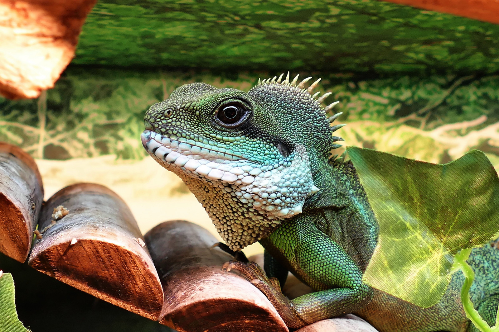 Wallpaper : lizard, reptile, color 3888x2592 - wallup - 1179735 - HD ...