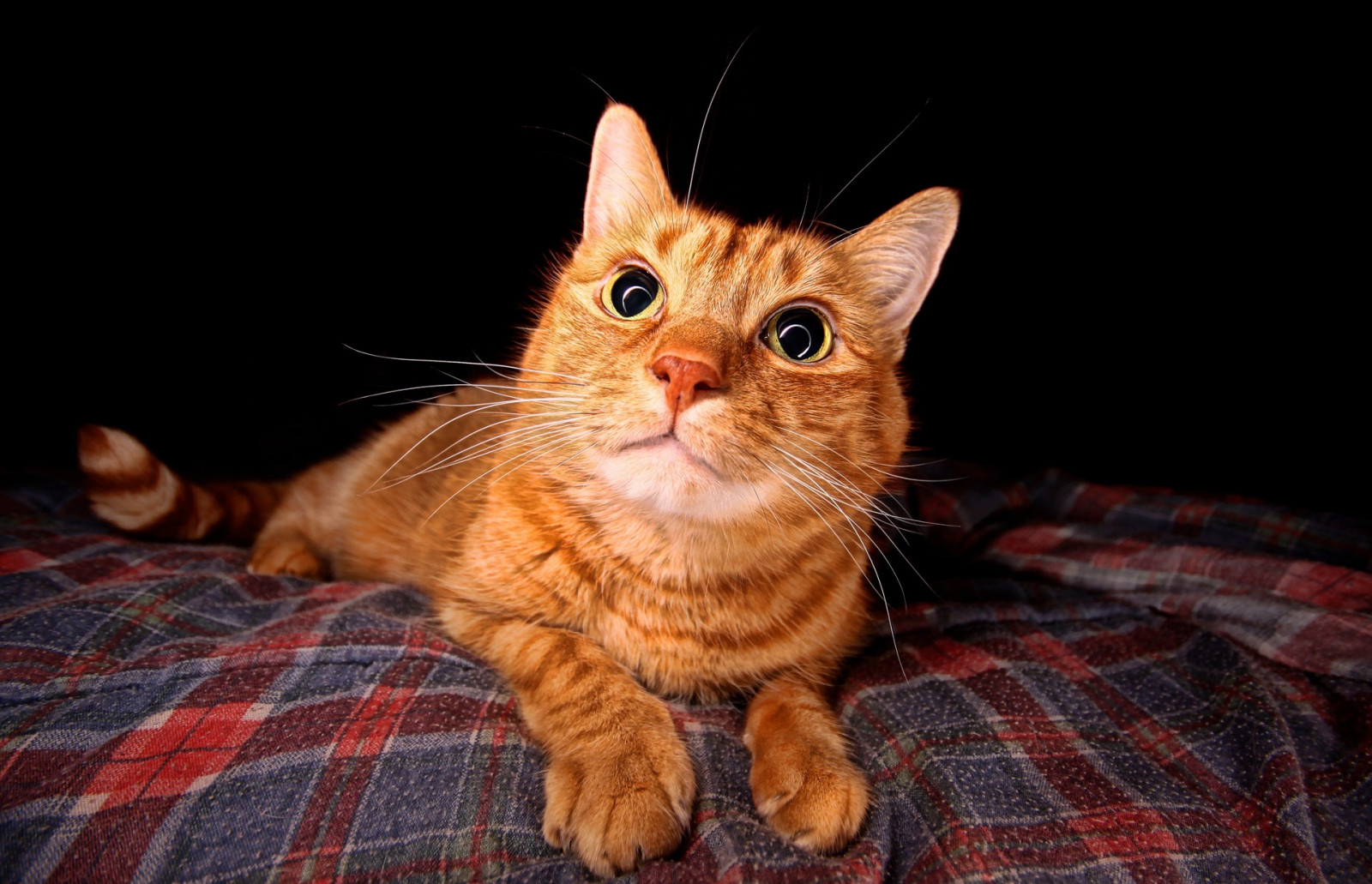 Sfondi : animali, occhi, barba, gattino, vertebrato, gatto come ...