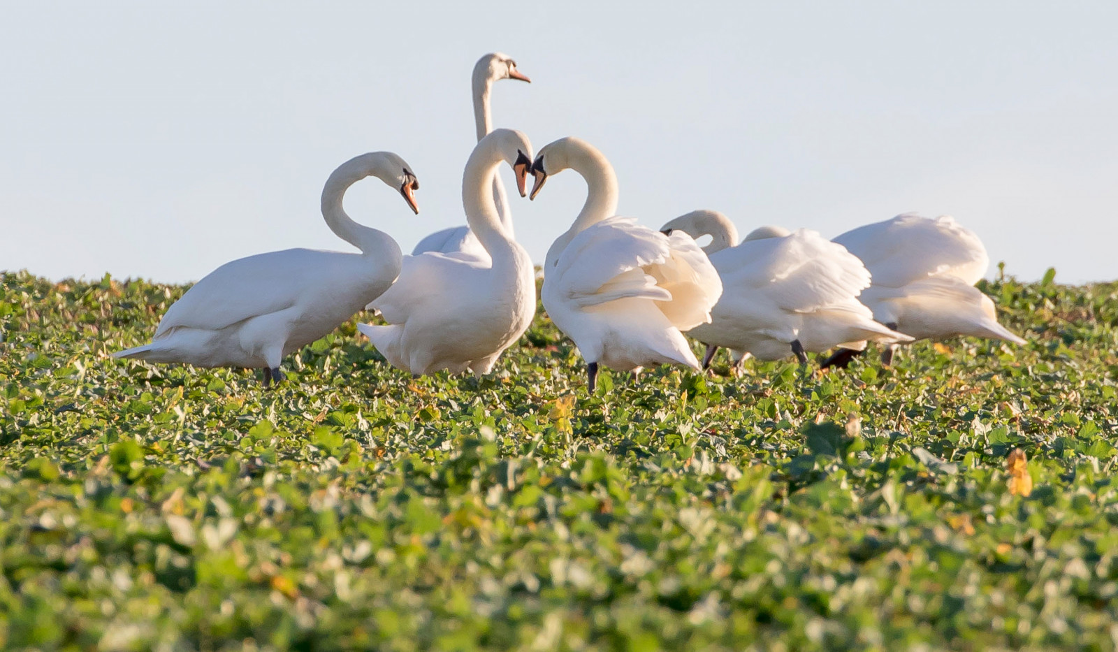 Bakrunner : hvit, fugler, dyr, natur, kjærlighet, hjerte, gress, himmel ...