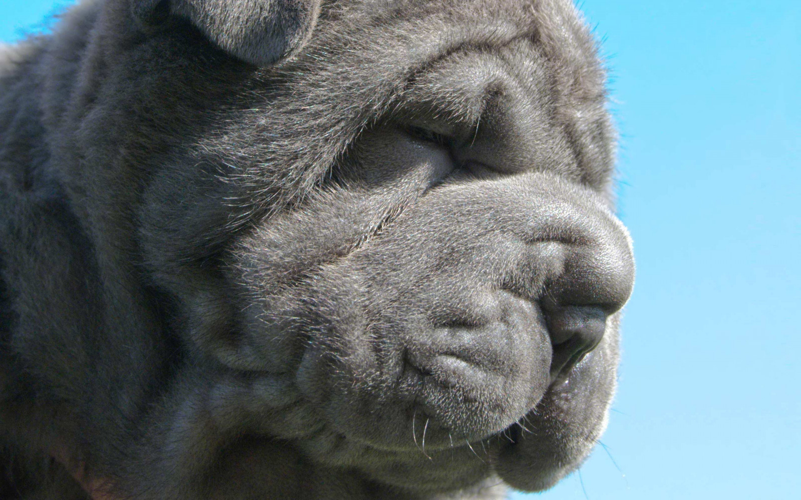 Wallpaper : grey neapolitan mastiff, puppy, muzzle, wrinkles 2560x1600 ...