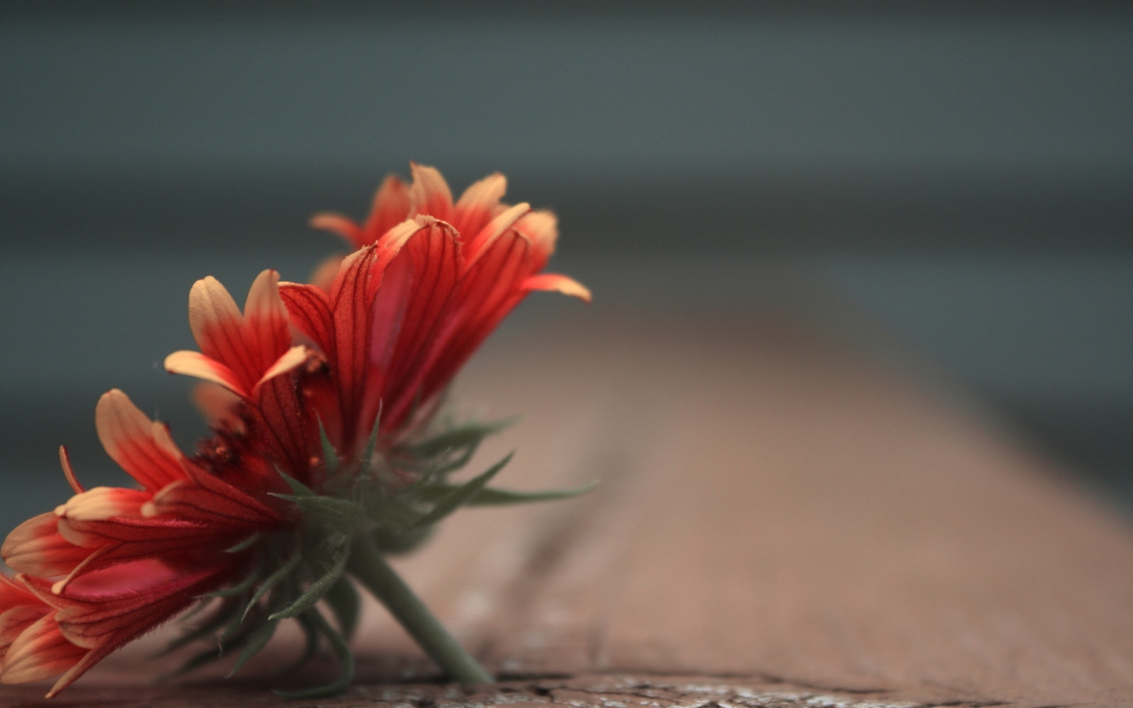 Wallpaper : leaves, nature, red flowers, leaf, flower, flora, petal ...