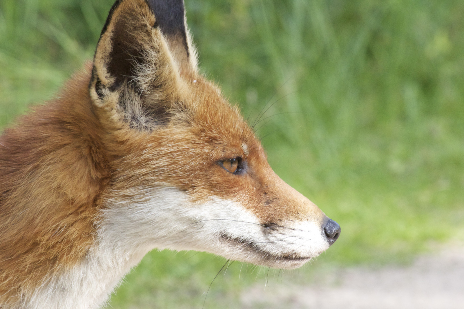 Wallpaper : wildlife, red fox, fauna, mammal, dhole, fur, snout, kit ...