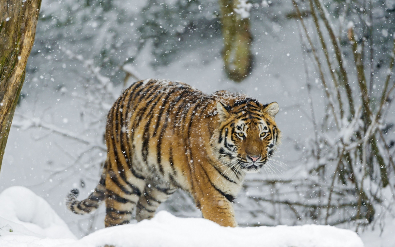 Wallpaper : snow, tiger, wildlife, big cats, whiskers, walk, weather ...