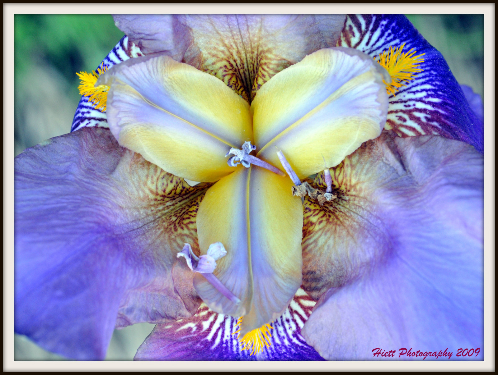 Hình nền : Iris, hoa, Vĩ mô, Mắt, người Hy Lạp, cầu vồng, Nikon, Thiên ...