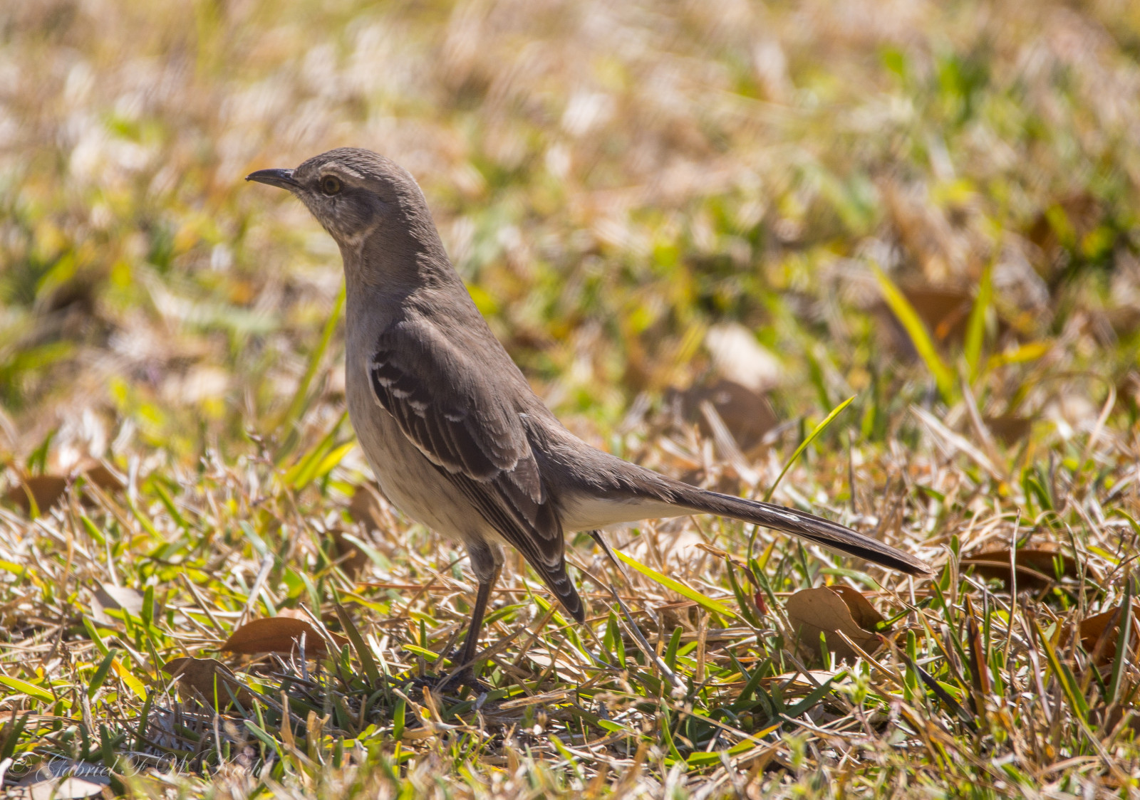 Wallpaper : hewan, luar ruangan, halaman rumput, di luar, mockingbird ...