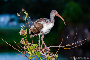 Obrázky na plochu : vtáky, breh, zver a rastlinstvo, USA, zobák ...