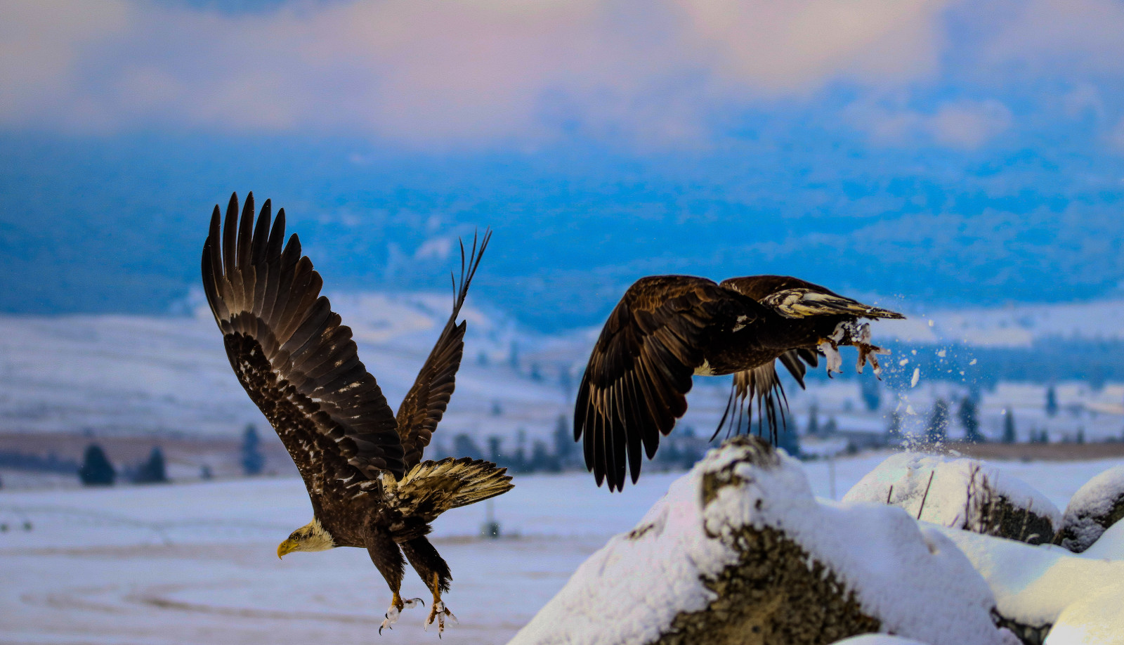 Wallpaper : margasatwa, burung rajawali, Elang botak, hewan, alam, di ...