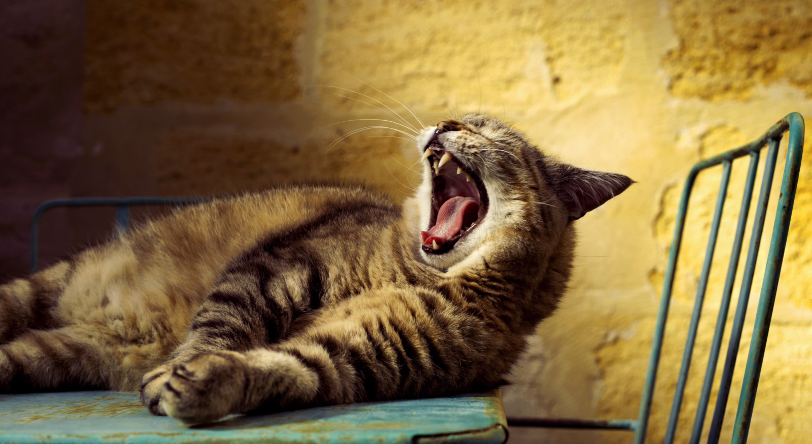 Imagini de fundal : pisică, animale 2560x1401 - WallpaperManiac ...