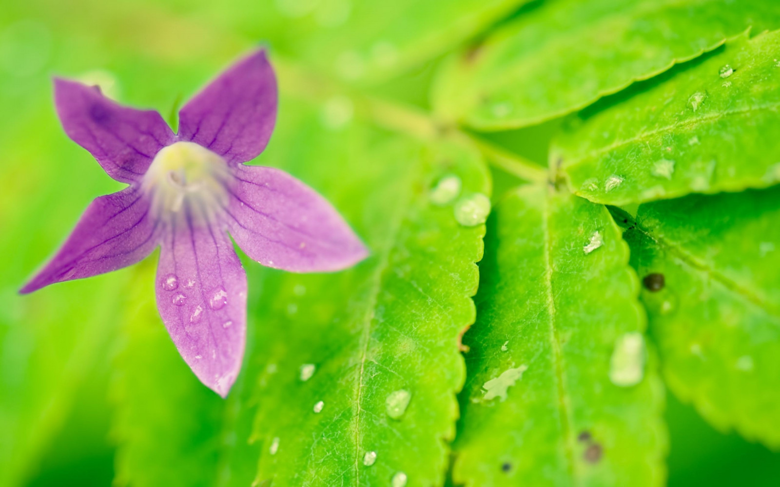 Wallpaper : Daun-daun, alam, hijau, menanam, Flora, tunas, daun bunga ...
