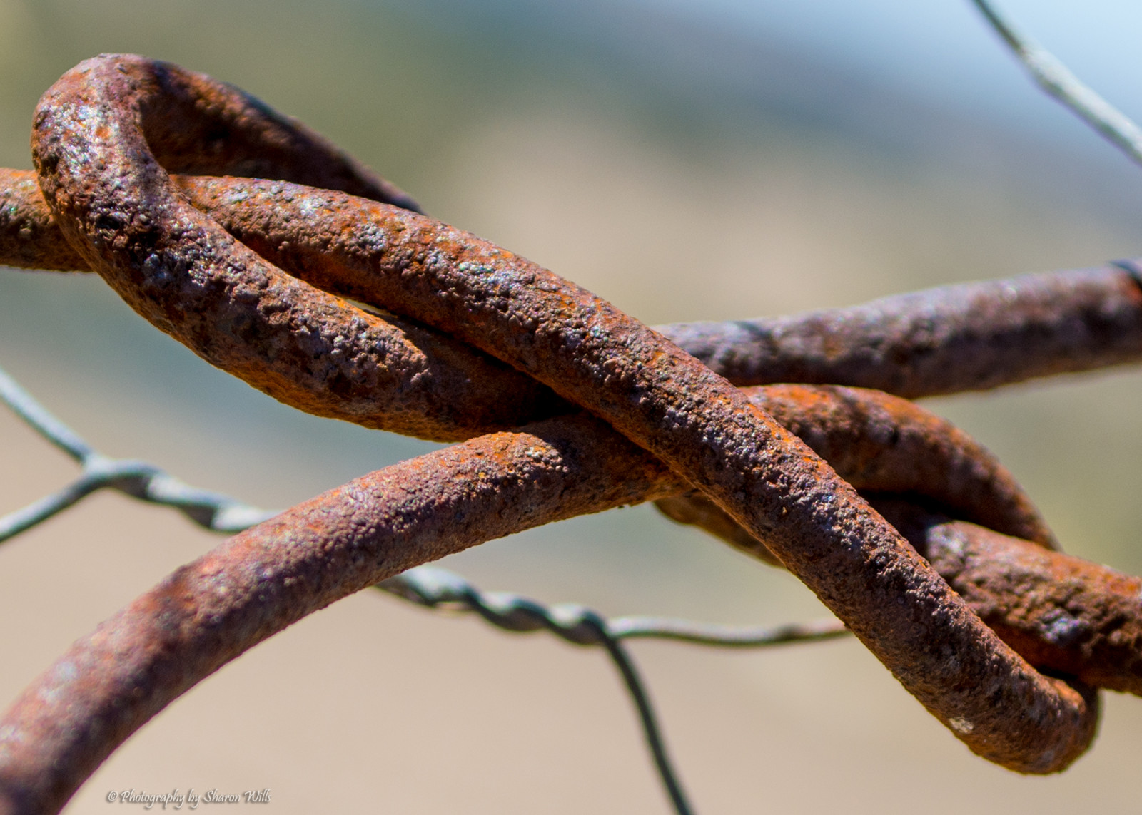 Wallpaper : macro, fence, wire, rust, pattern, Australia, barbedwire ...