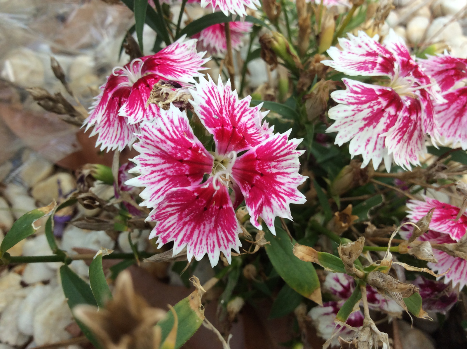 Wallpaper : nature, red flowers, landscape 2592x1936 ...