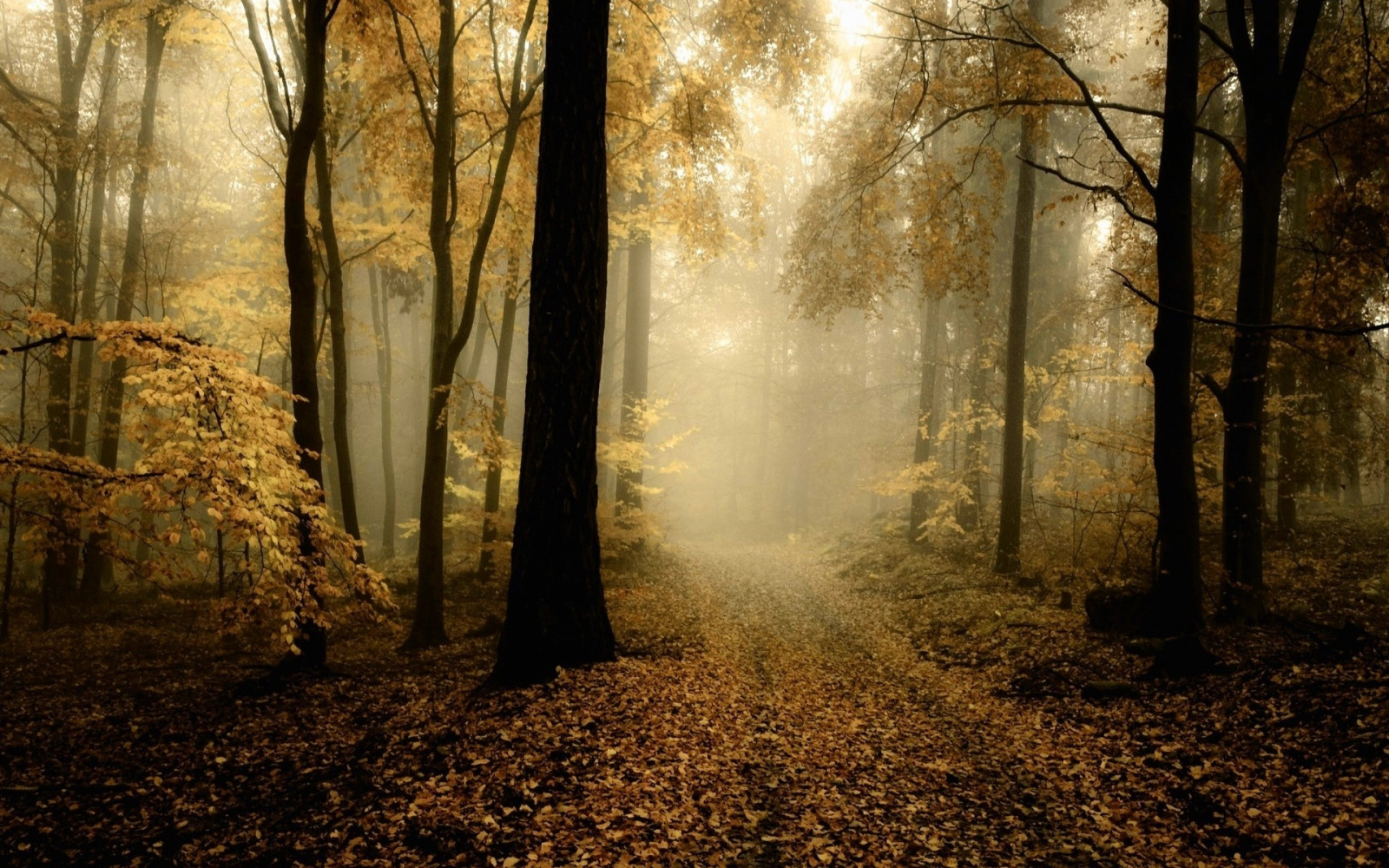 Wallpaper : road, haze, wood, trees, leaf fall 1920x1200 - - 661639 ...