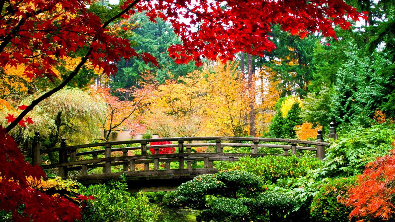 Sfondi : autunno, le foglie, parco, piante, albero, foglia, fiore ...