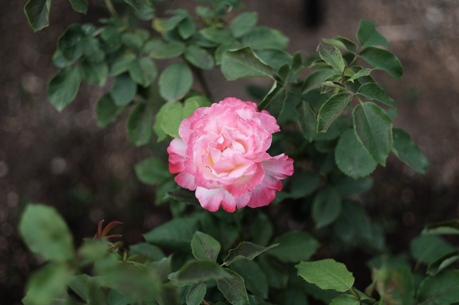 Wallpaper : Tokyo, fujifilm, flower, flora, petal, fujinon, komagome ...