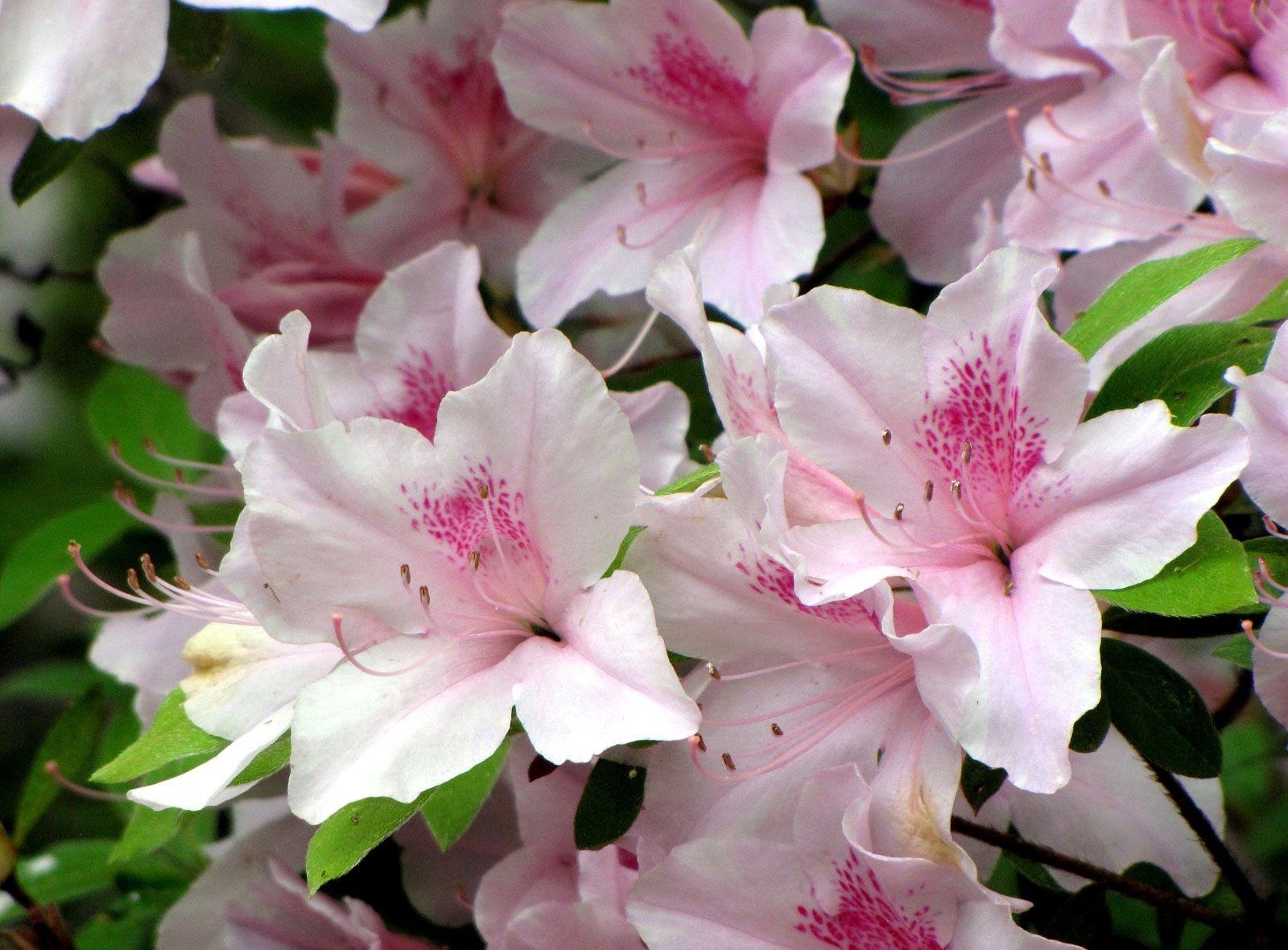 Wallpaper : azalea, berbunga, benang sari, merapatkan 1600x1180 ...