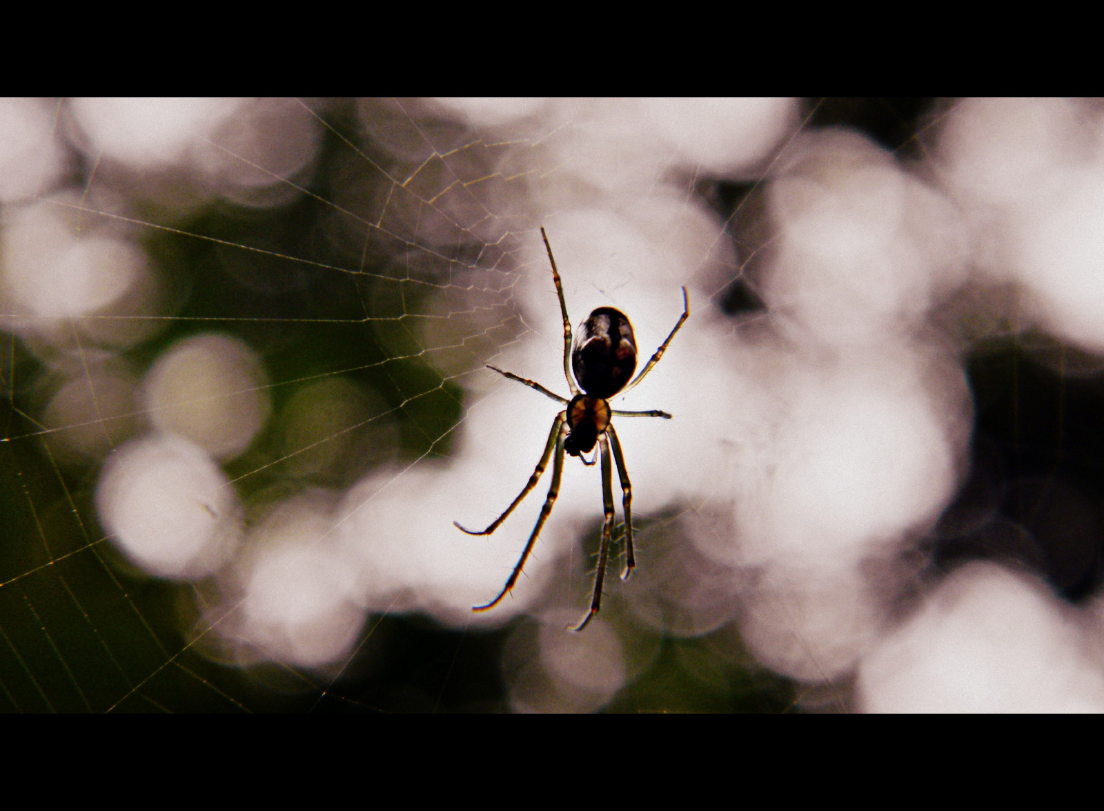 Wallpaper : invertebrata, labah-labah, Arachnid, fotografi makro ...