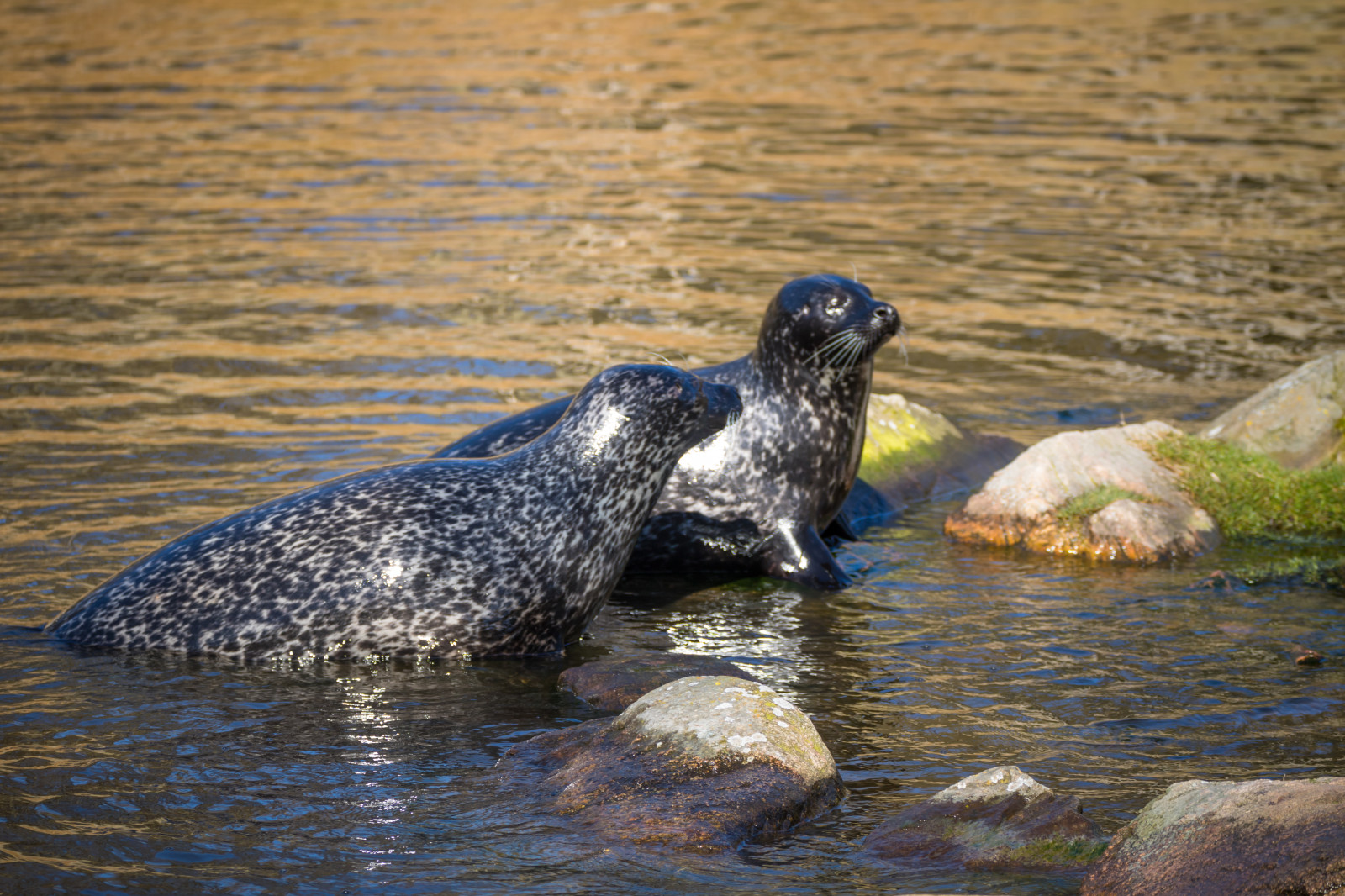 Wallpaper : sea, water, nature, wildlife, Zoo, seals, animal, bird ...
