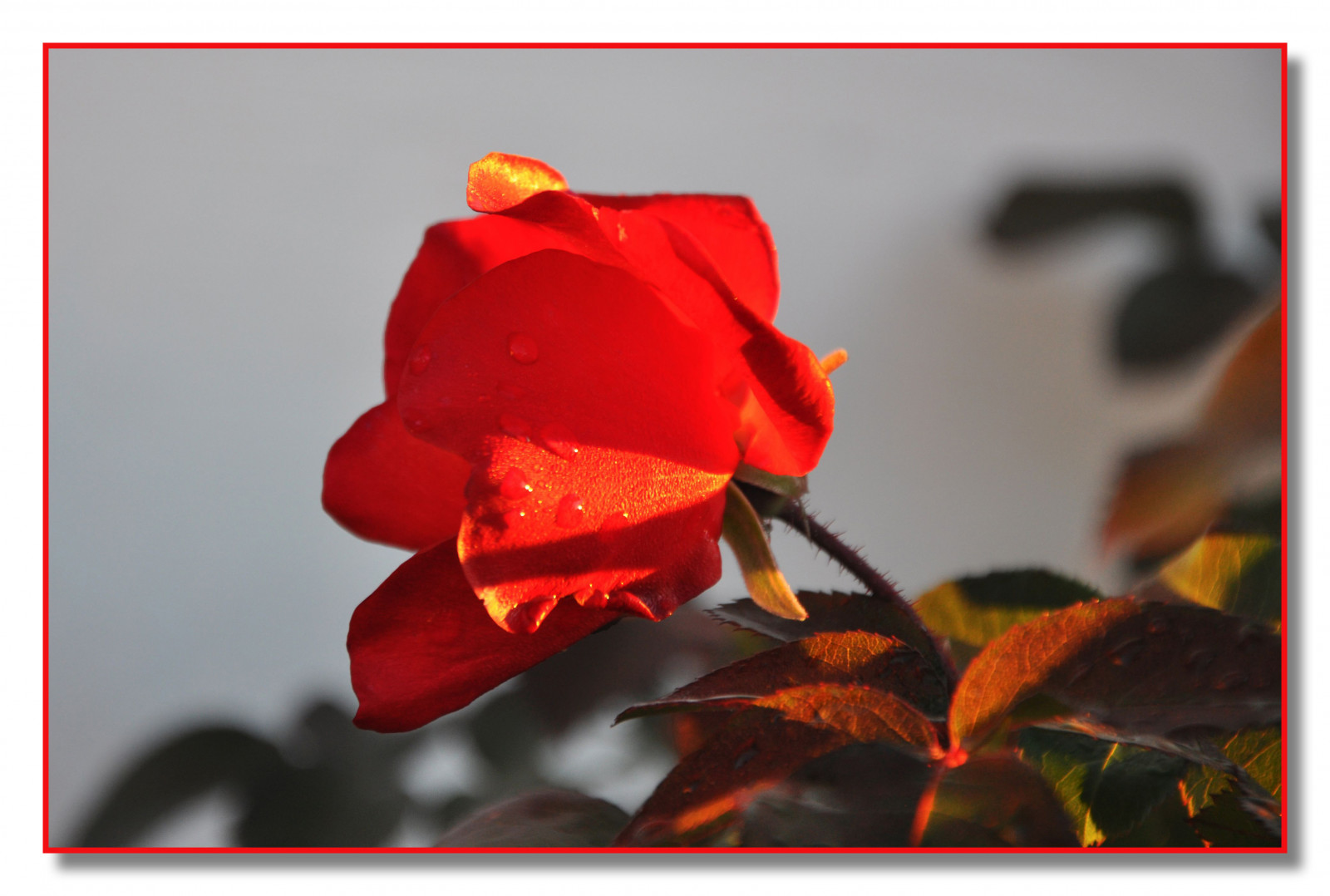 Wallpaper : red, Austria, flower, flora, petal, flickrstruereflection1 ...