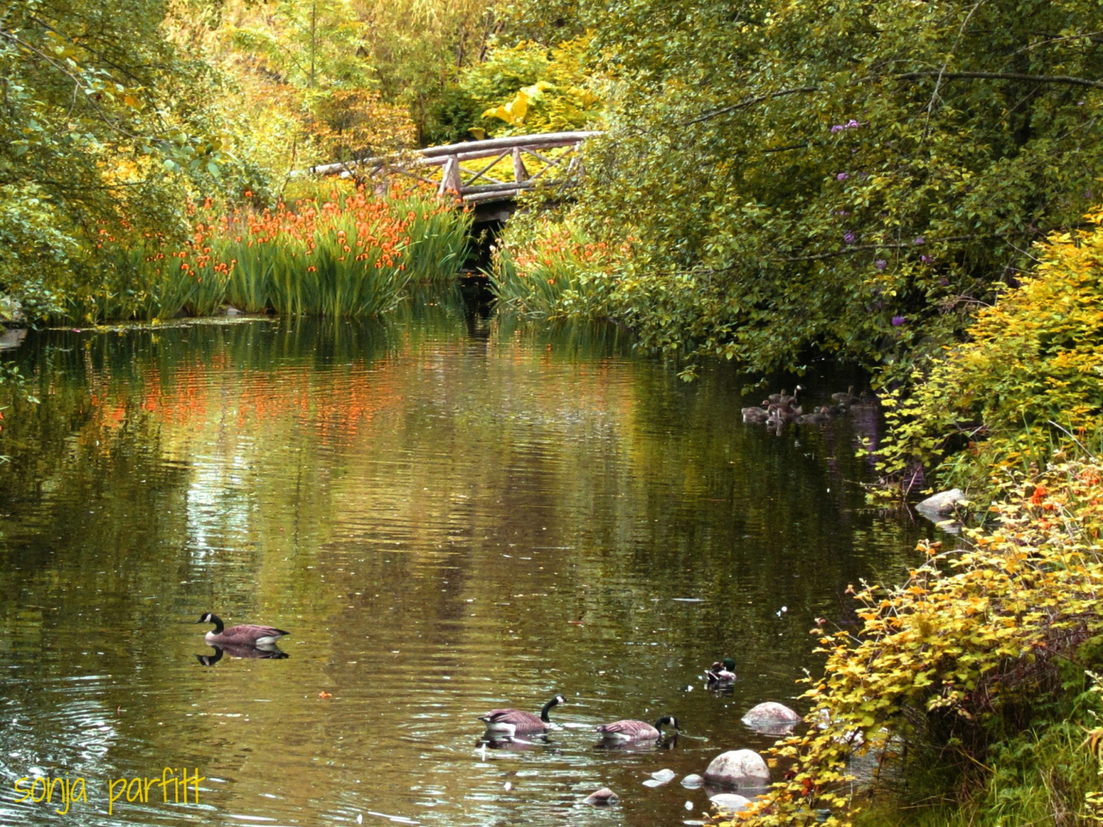 Wallpaper : bridge, Iris, wild, Vancouver, spring, bc, ducks ...