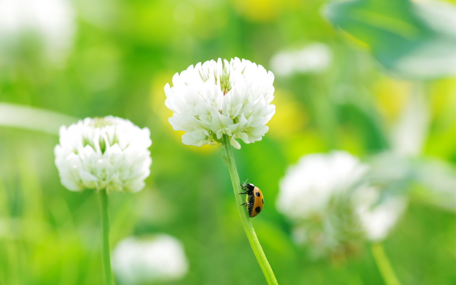 Wallpaper : clover, ladybug, grass, insect, flower 2560x1600 ...