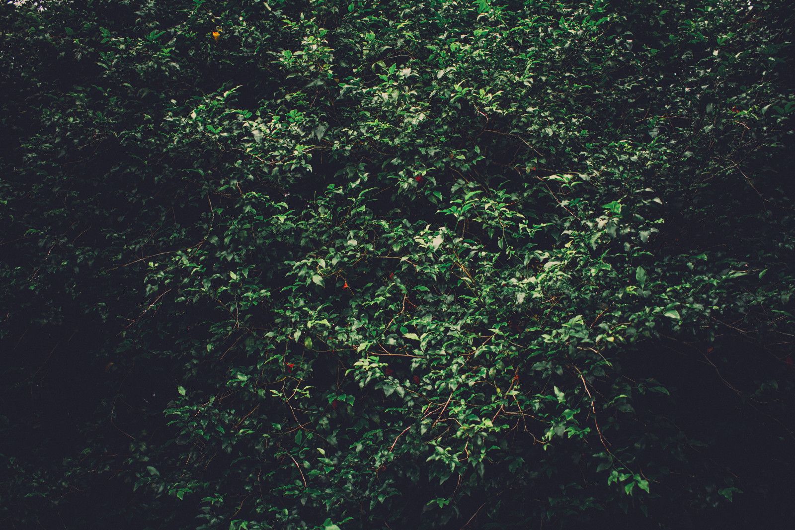 Wallpaper : trees, branches, green 5184x3456 - 4kWallpaper - 1190096 ...