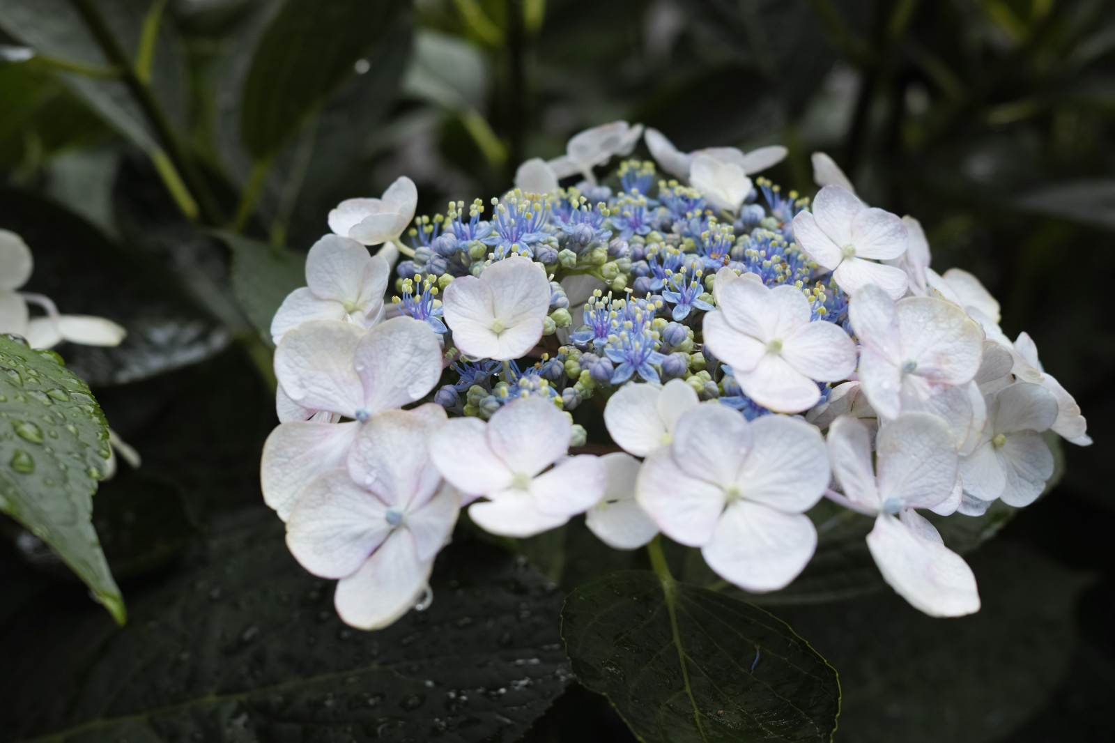 Wallpaper : mekar, Quattro, Tokyo, semacam bunga, menanam, Flora, daun ...