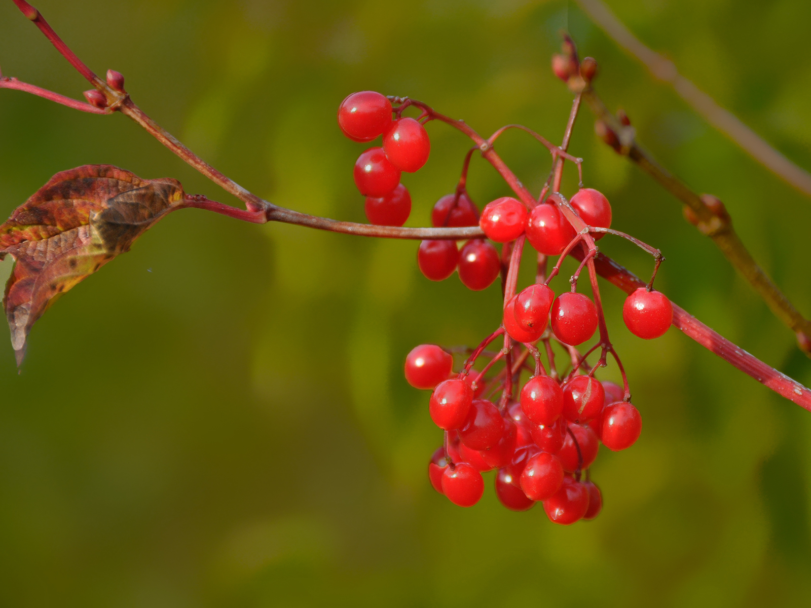 Wallpaper : autumn, red, color, fall, nature, fruits, closeup, Austria ...