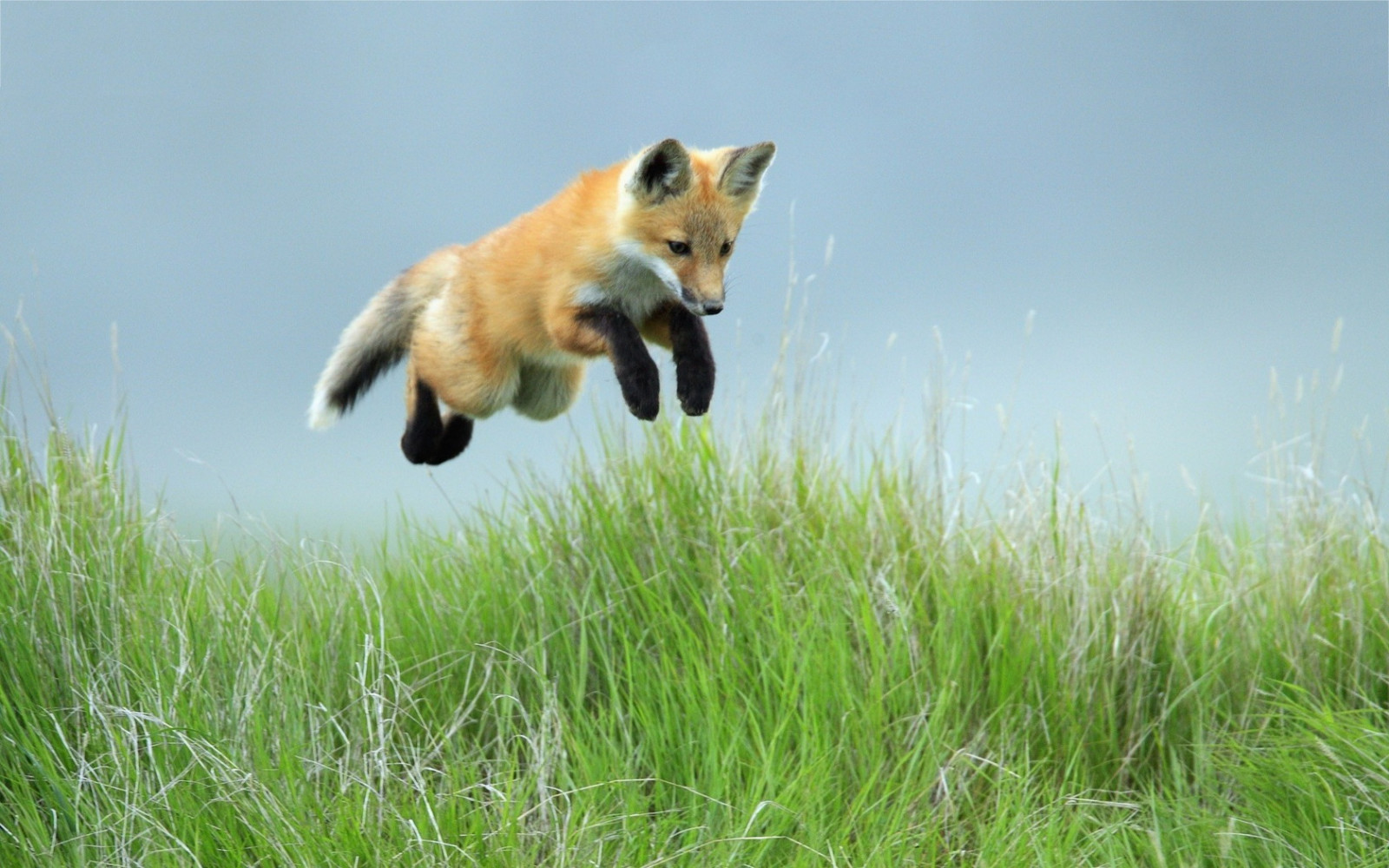 Wallpaper : 1680x1050 px, blue, fox, grass, jump, sky 1680x1050 ...
