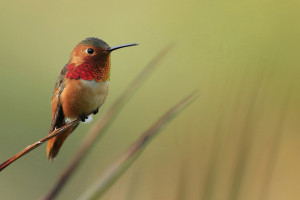 Obrázky na plochu : príroda, vetva, zobák, pinka, kolibrík, fauna ...