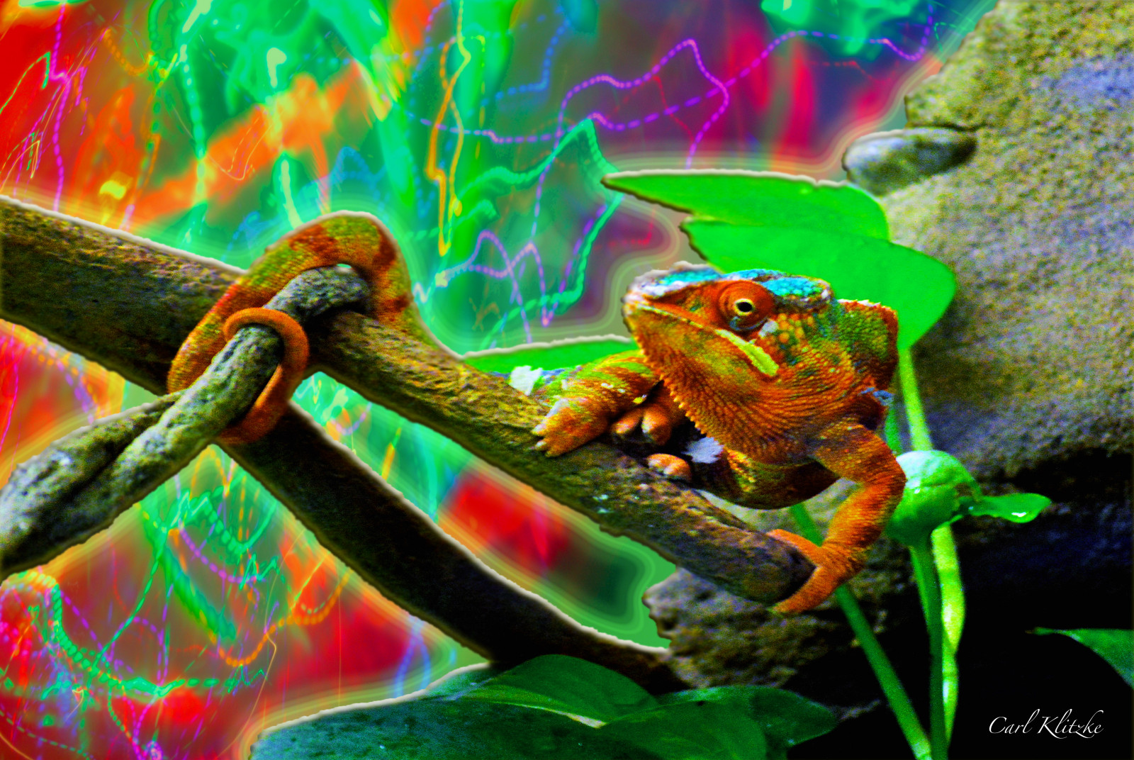 Wallpaper : lizards, love, amphibian, hope, peace, digitalart, ranidae ...