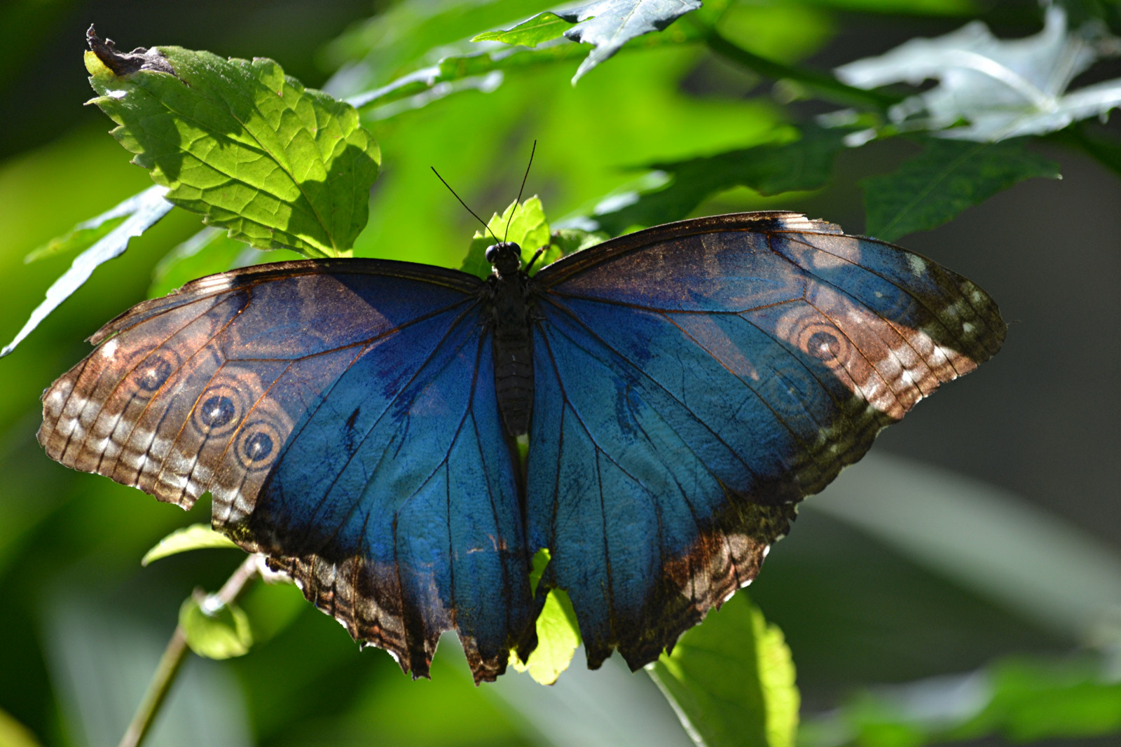 Wallpaper : wings, rings, insect, wildlife, owl, translucent, moth ...