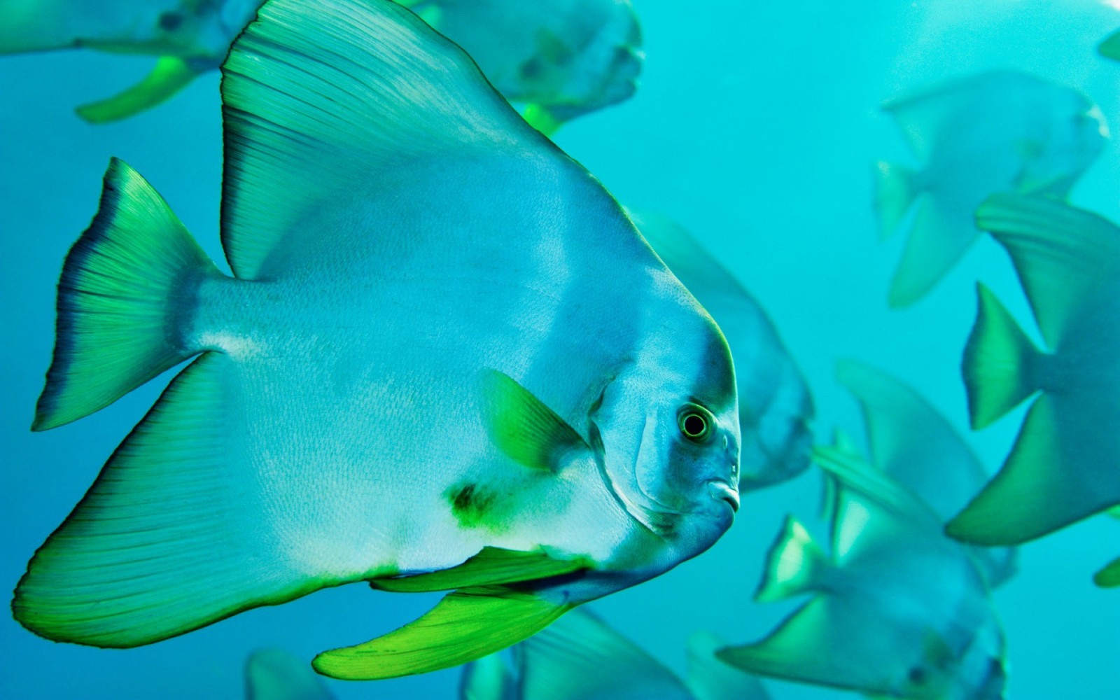 วอลเปเปอร์ : ธรรมชาติ, สีเขียว, สีน้ำเงิน, ใต้น้ำ, กลีบดอก, แนวปะการัง, 1920x1200 px, ชีววิทยา ...