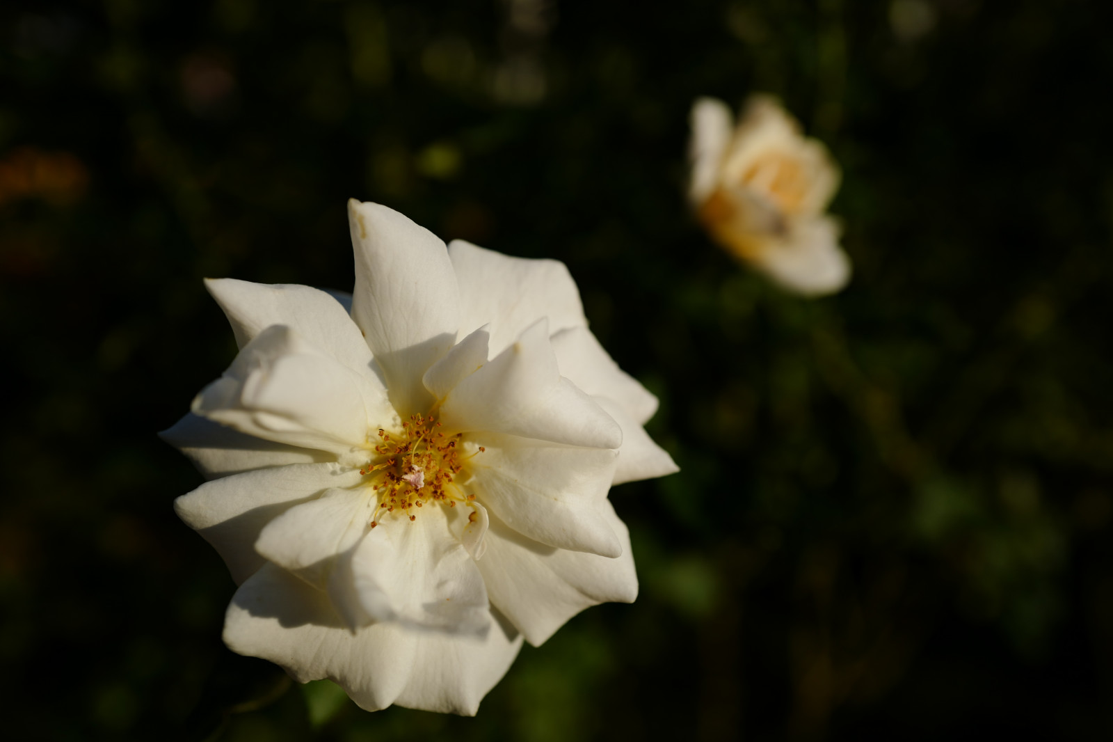 Wallpaper : Japan, white, nature, rose, blossom, Leica, Tokyo, Jp ...