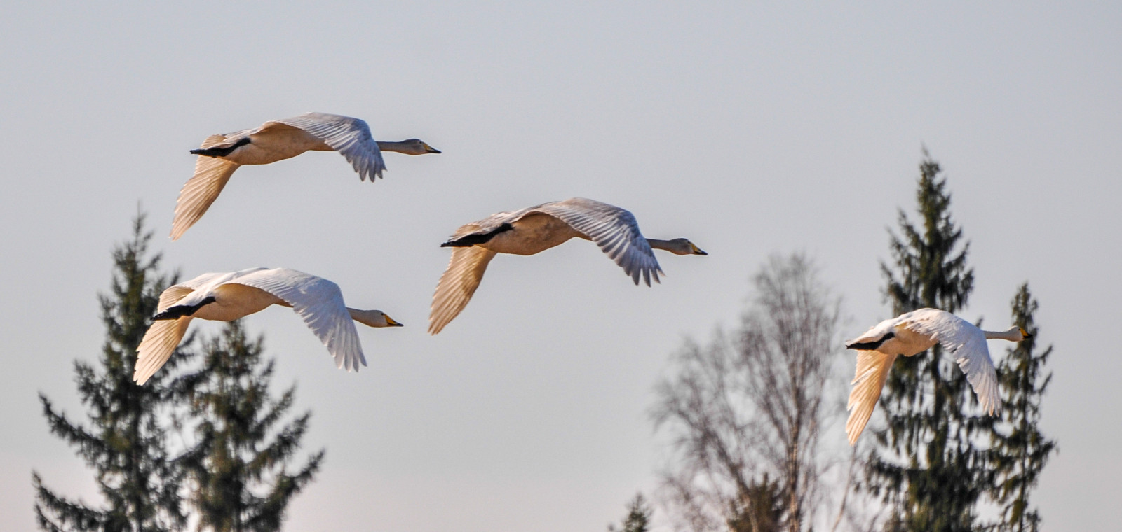 Wallpaper : flying, wildlife, duck, Sweden, goose, spring, Swans, group ...