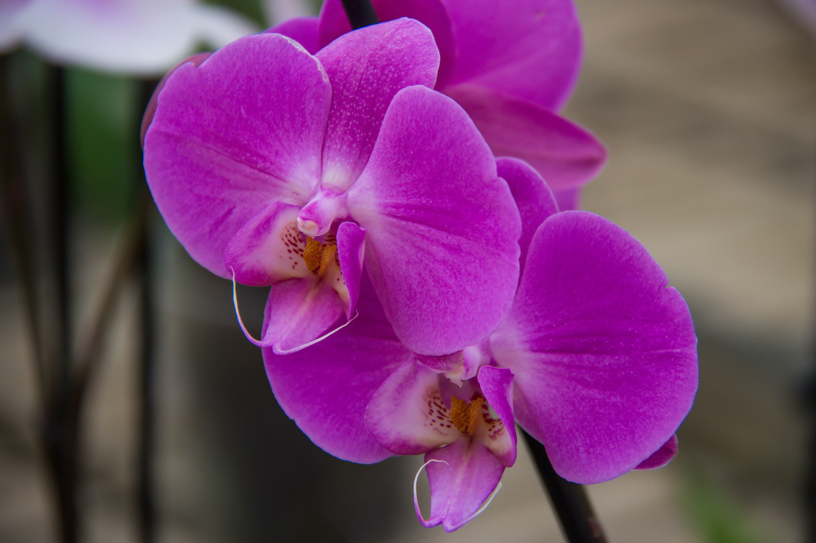 Sfondi : viola, fiorire, rosa, fiore, flora, blomma, orkide, petalo ...