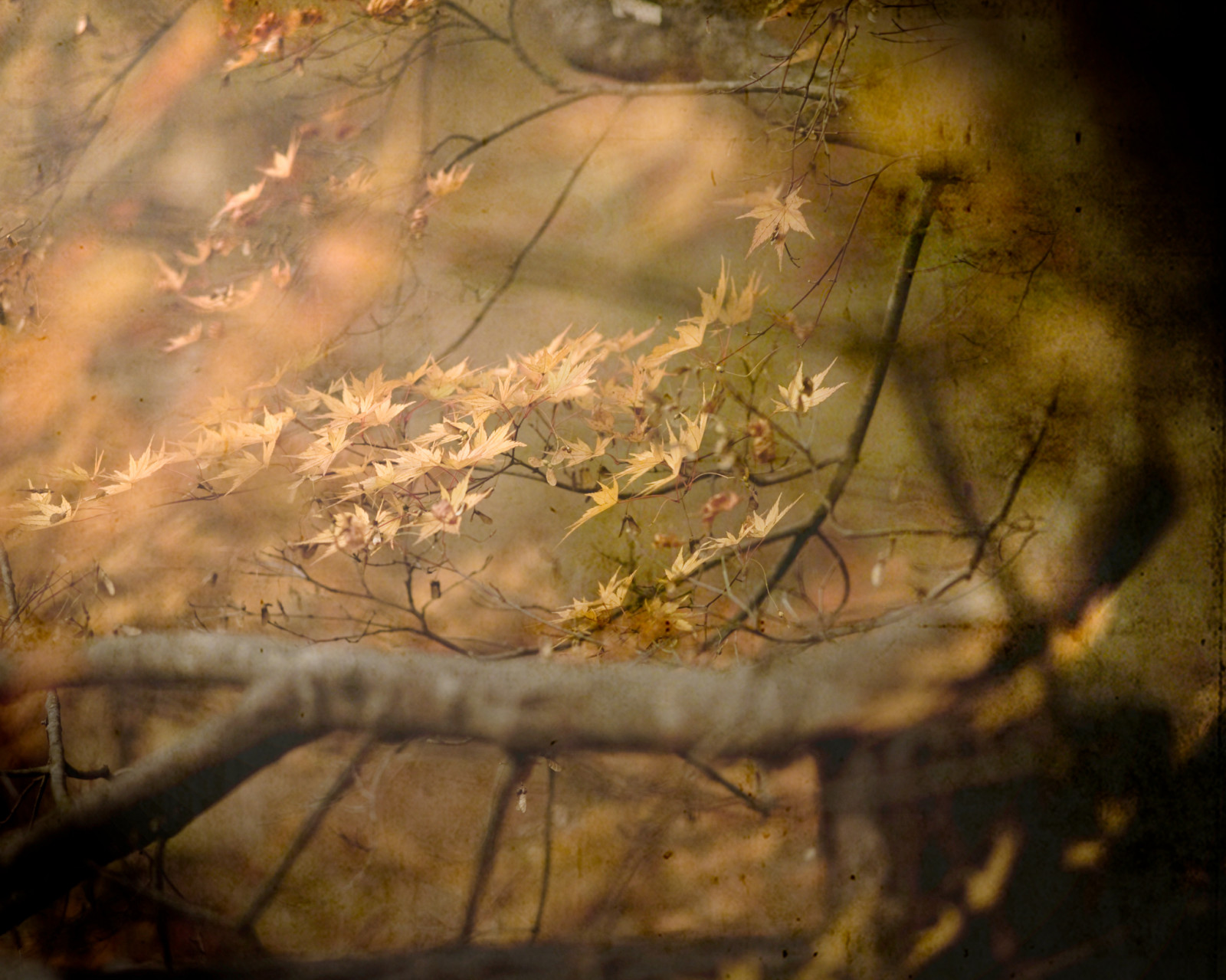 Wallpaper : sunlight, landscape, forest, Photoshop, sky, branch ...