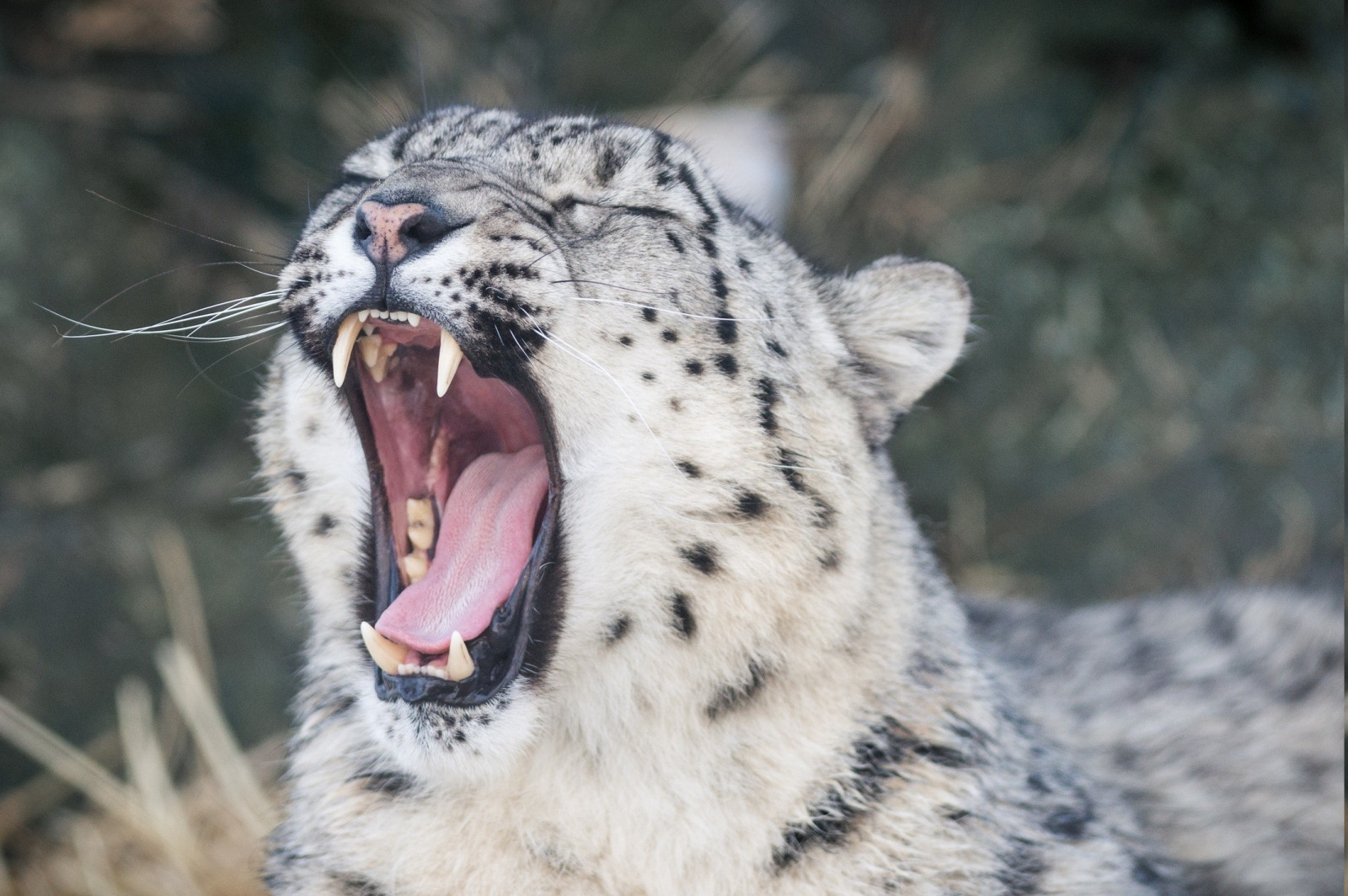 Wallpaper : animals, wildlife, teeth, big cats, whiskers, yawning, snow ...