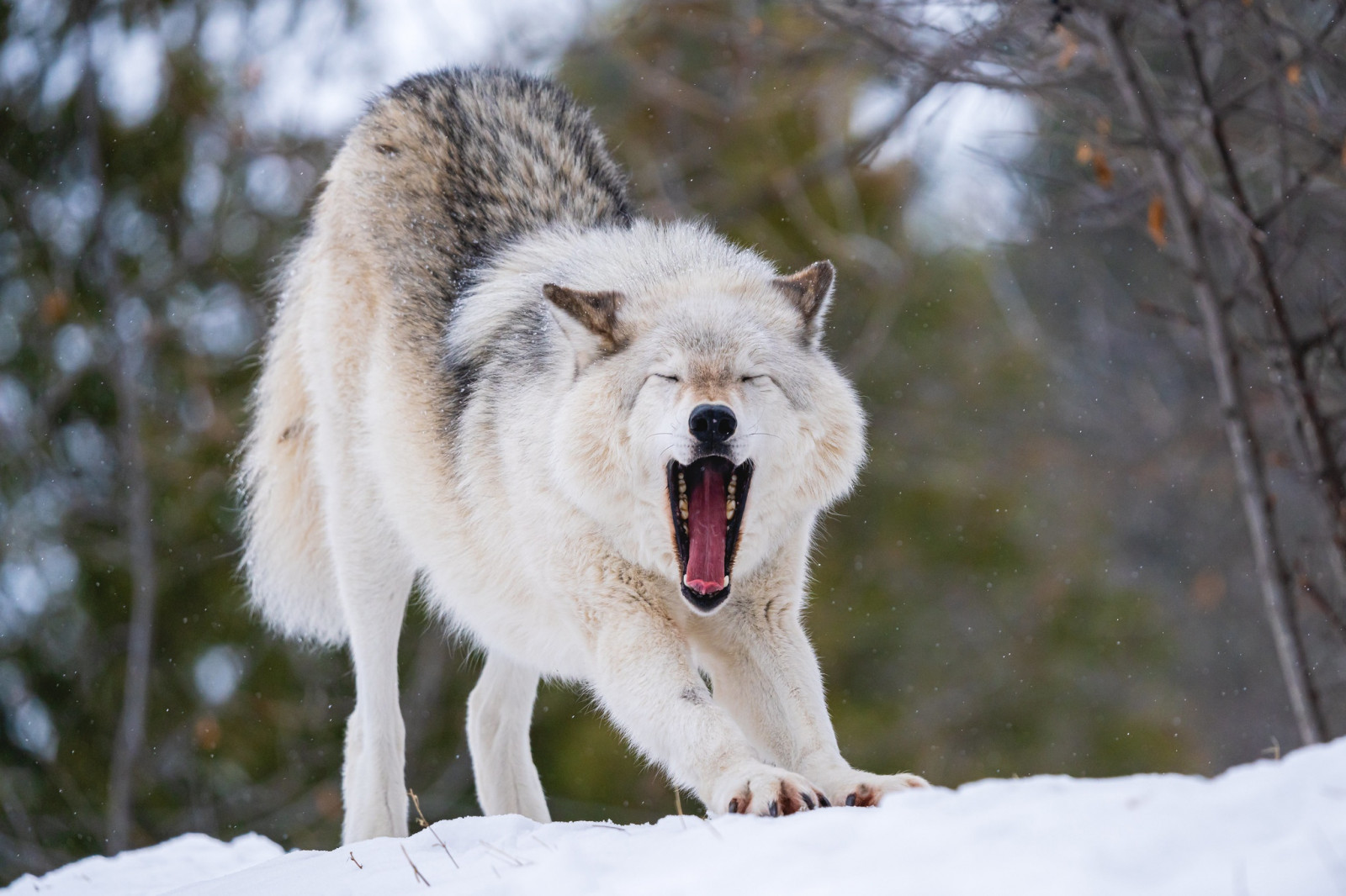 Wallpaper : wolf, cold, snow, animals, mammals 2048x1365 ...