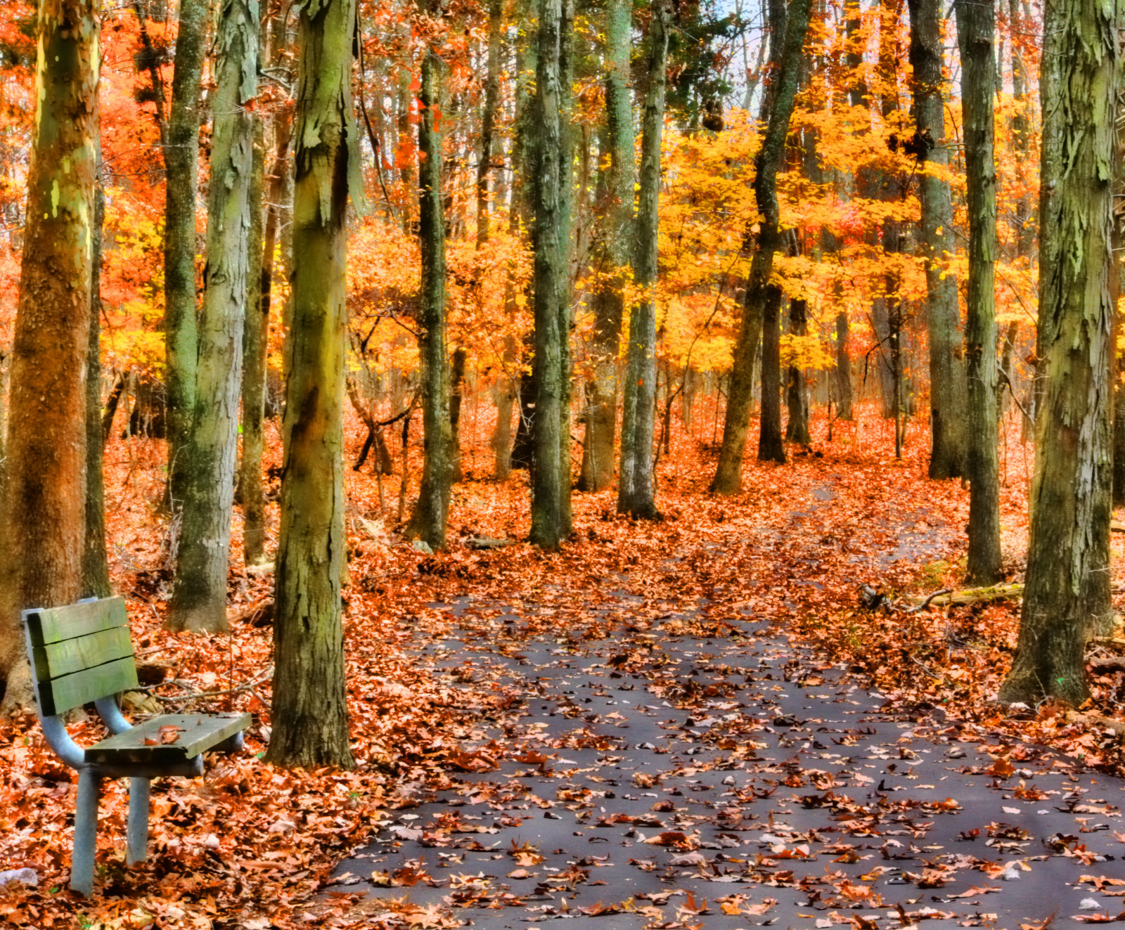 Obrázky na plochu : slnečnému žiareniu, stromy, spadnúť, photoshop ...